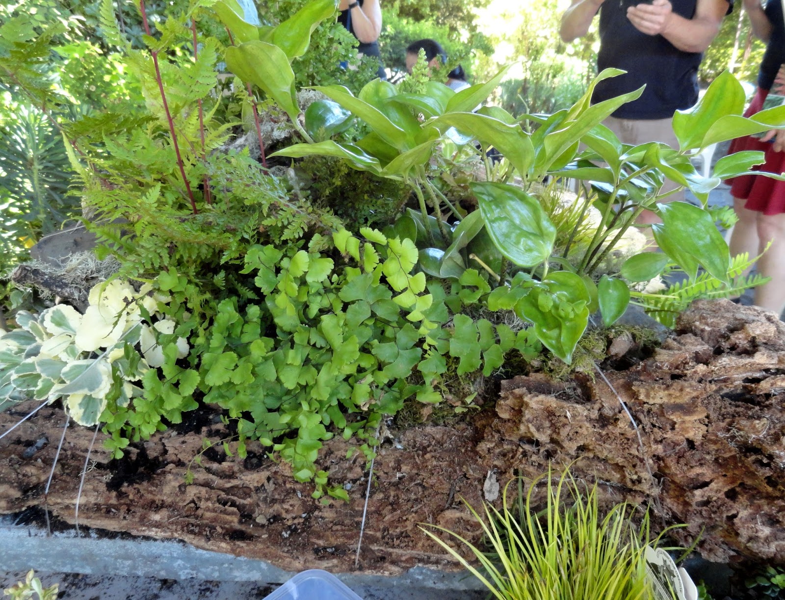 danger garden: Building a fern table: watching the professional in ...