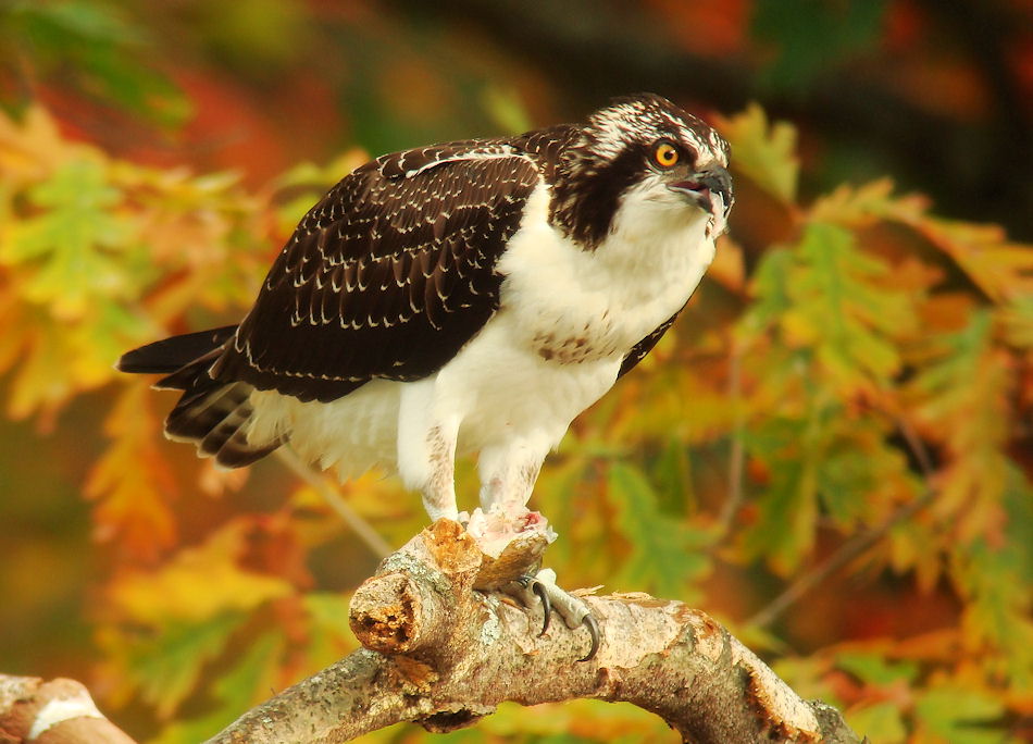 Wildlife Monitor: Ospreys have returned to Bantam Lake