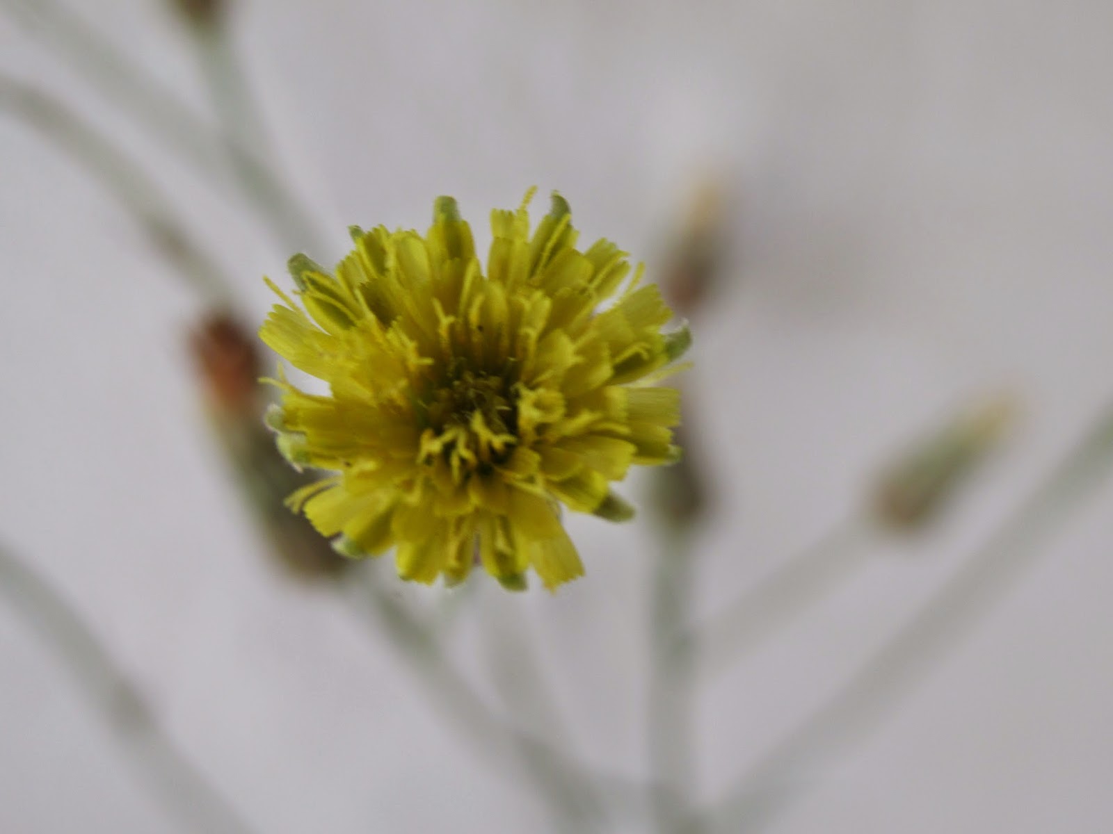 .: Falso dente de leão, radite, almeirão caipira, almeirão do mato