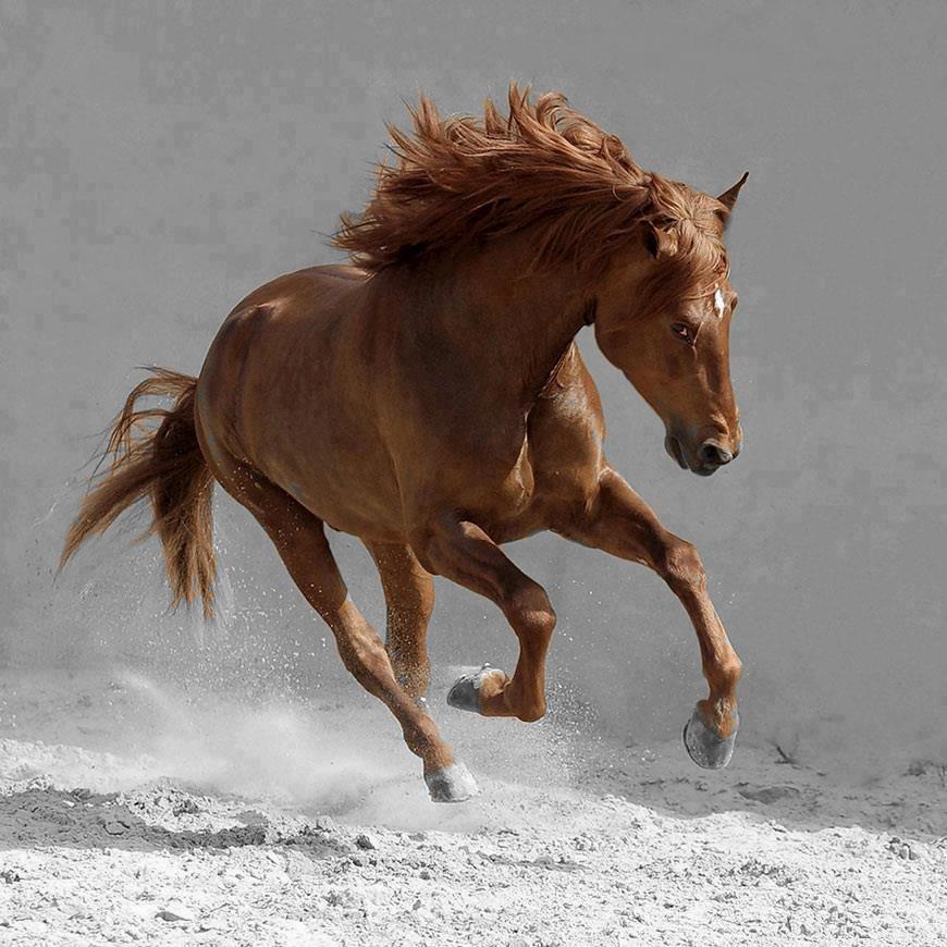 Riding Fast Horse Wallpapers | Sid Rehmani | Land Of HD Wallpapers