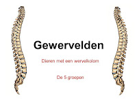 Blog van het zesde leerjaar van vgsk de Boomhut: Gewervelde dieren