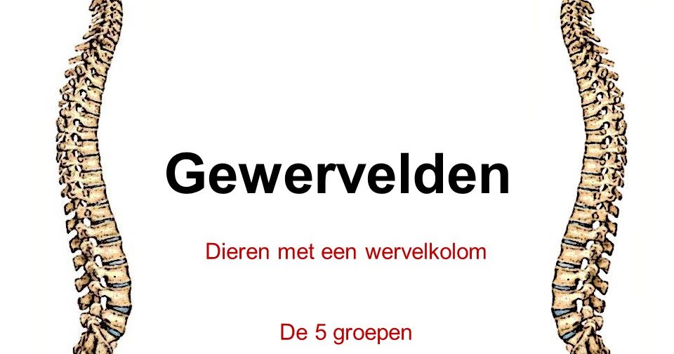 Blog van het zesde leerjaar van vgsk de Boomhut: Gewervelde dieren