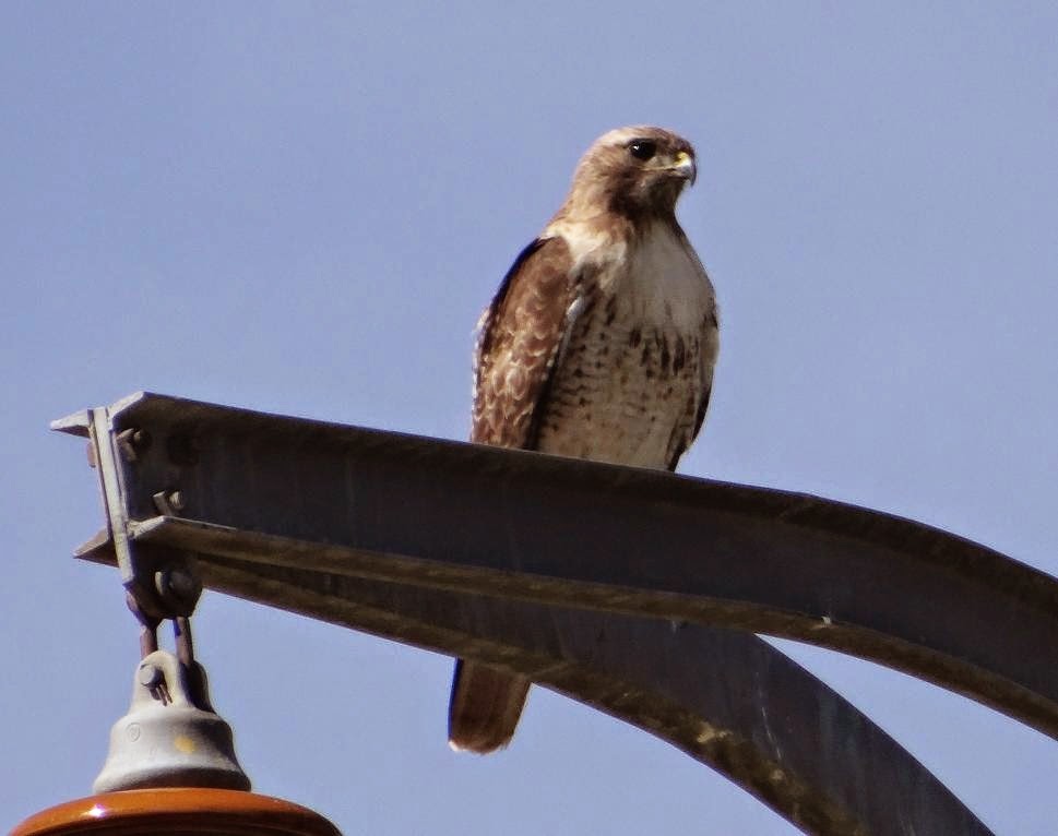 Postcards from Idyllwild: Soaring Hawks and Fat Caterpillars