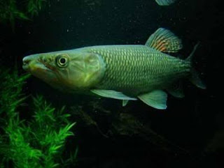 Fishing Art: AFRICAN PIKE (Hepsetus odoe)