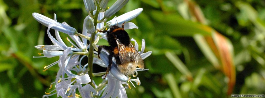 20 Buenas Portadas de Insectos - Portadas Facebook (XXXI) - Funeek ...