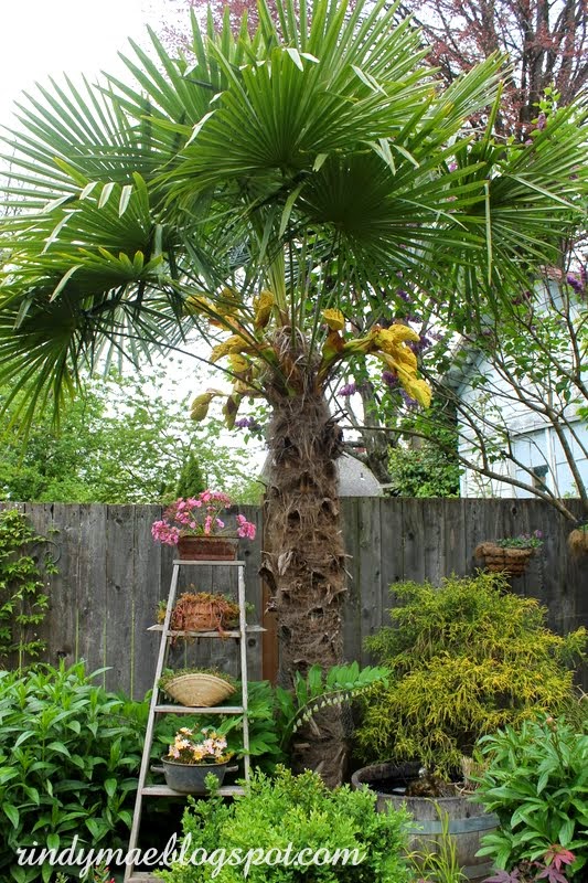 Rindy Mae: The Backyard: 4/23/15