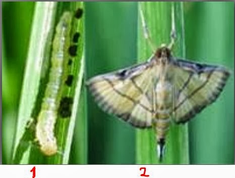 AGRICULTURE AND AGRICULTURAL INFORMATION: Insect Pest Of Rice: Rice ...