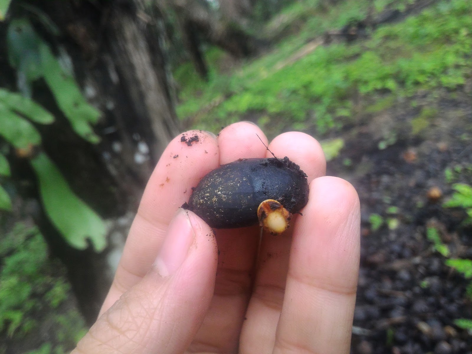 Blog Kita: Pembibitan Pohon Aren