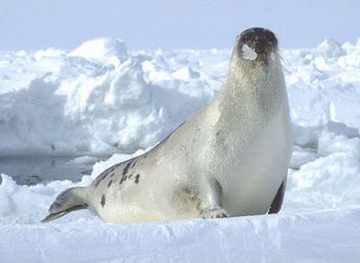Seal