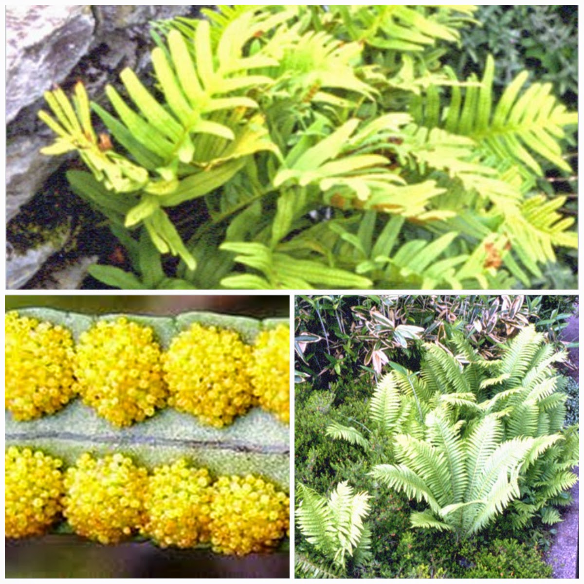 Taxon des Embryophytes et Bryophytes ~ ecologie environnement