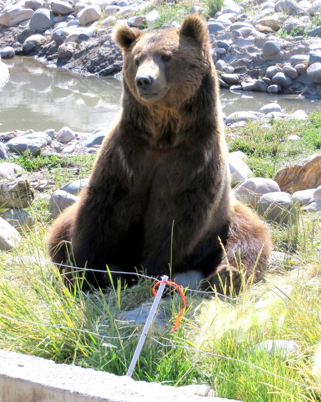 2013 Trip West: Casey Anderson's Grizzly Encounter