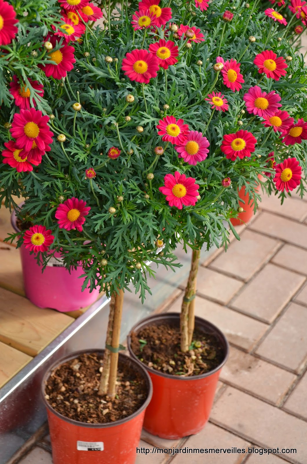 Mon Jardin Mes Merveilles: Ouverture de Famiflora (2/5) : Des annuelles ...