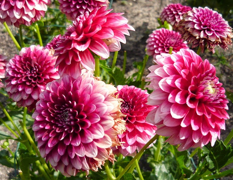 Kapurinjing: Bunga Dahlia