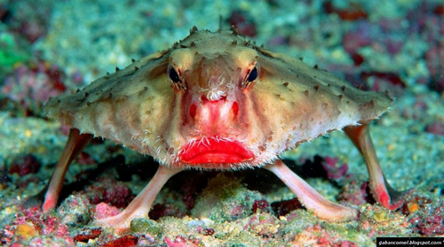 Ikan Ini Pakai Lipstick - Gaban Comel