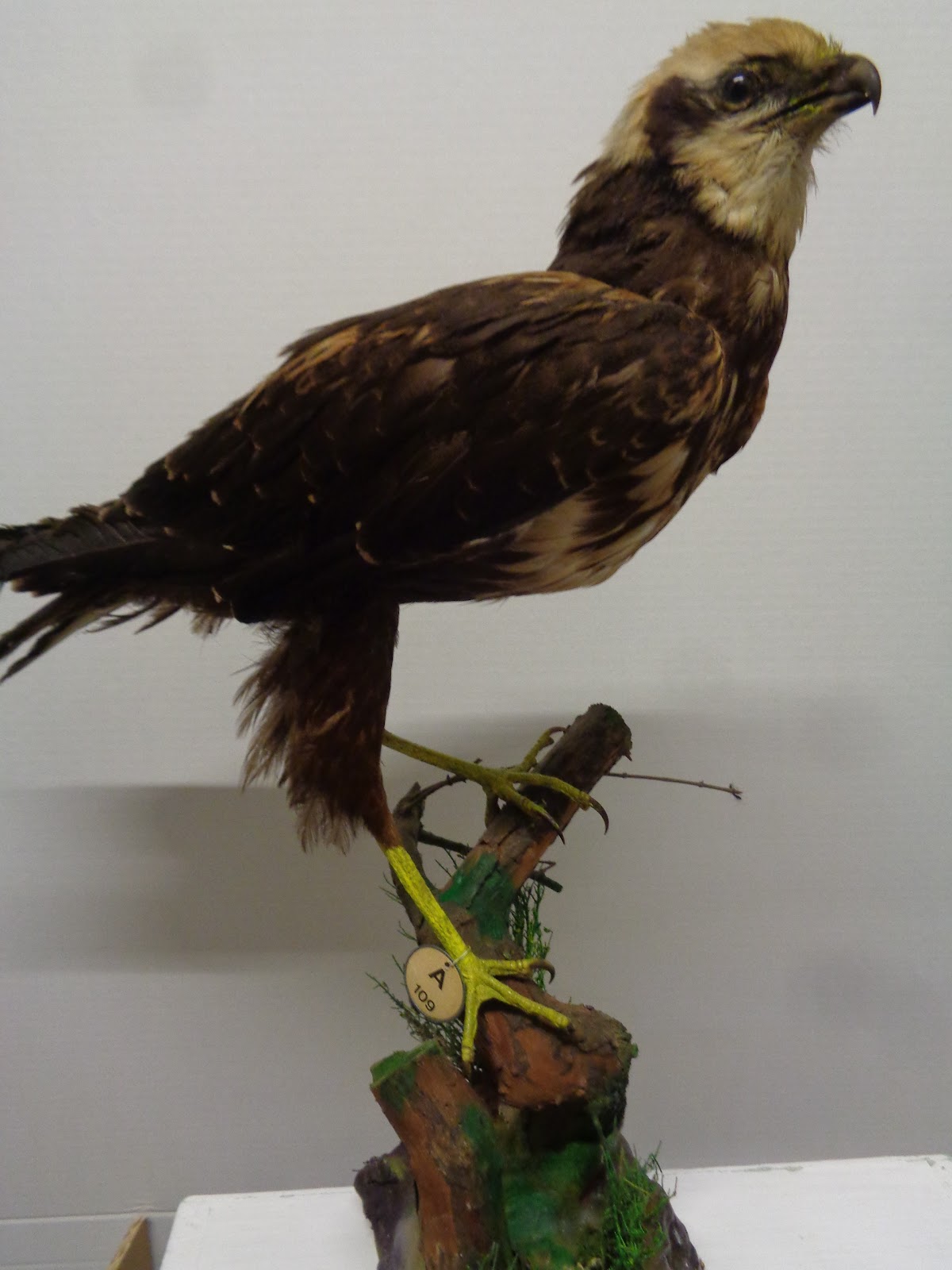 Museo del Carmen: Aguilucho ratonero