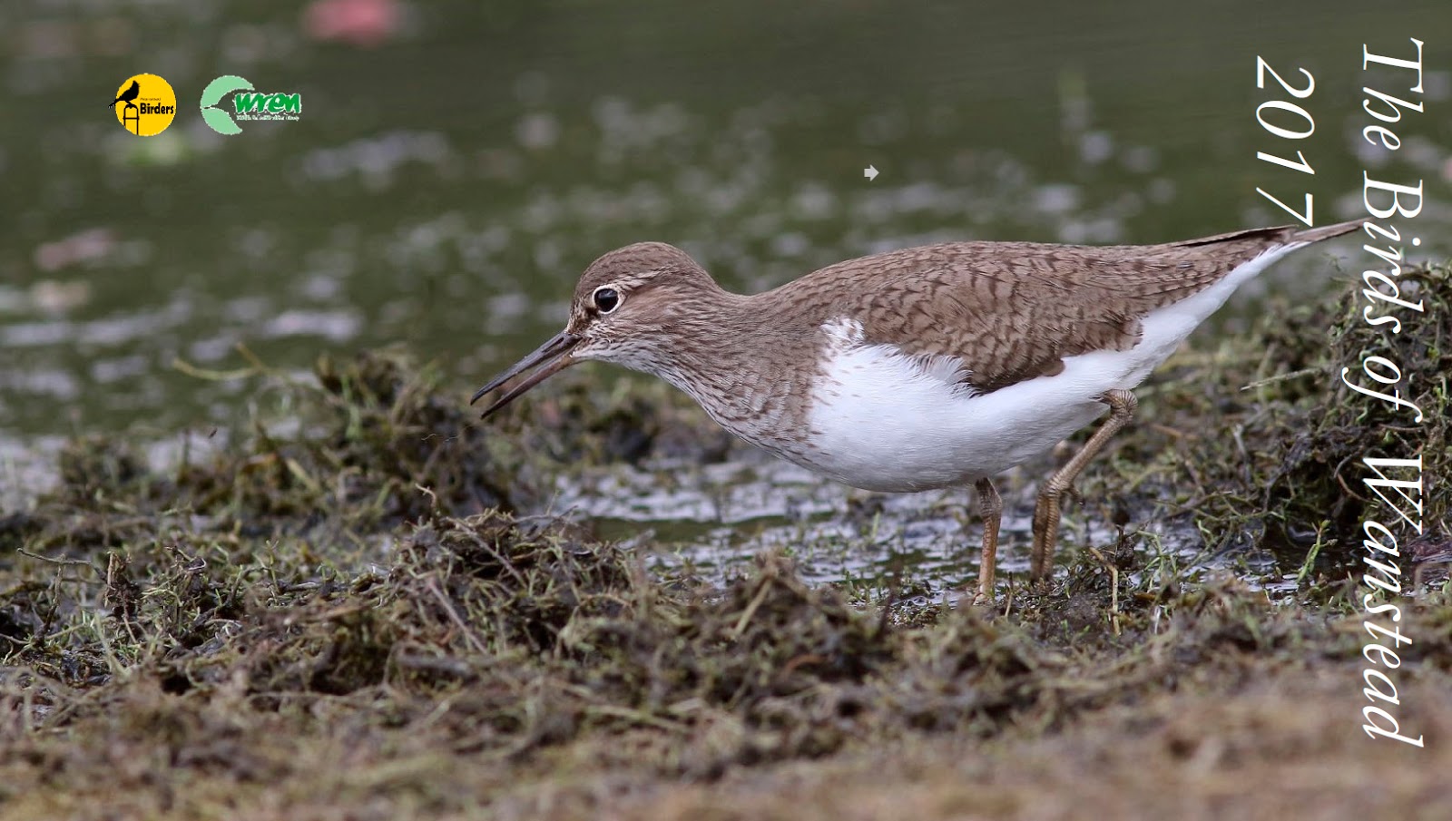 Wanstead Birder: Wanstead Bird Report 2017