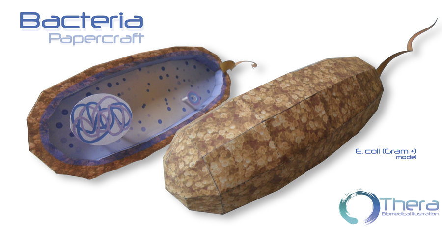 Escherichia coli Bacteria Papercraft | Papercraft Paradise ...