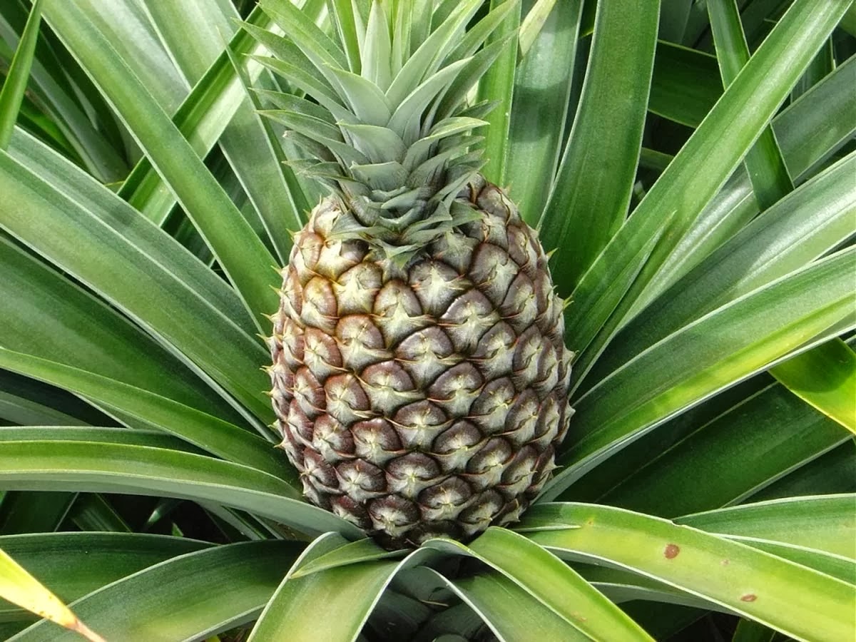 JOSY-SAÚDE: ABACAXI E SUAS PROPRIEDADES