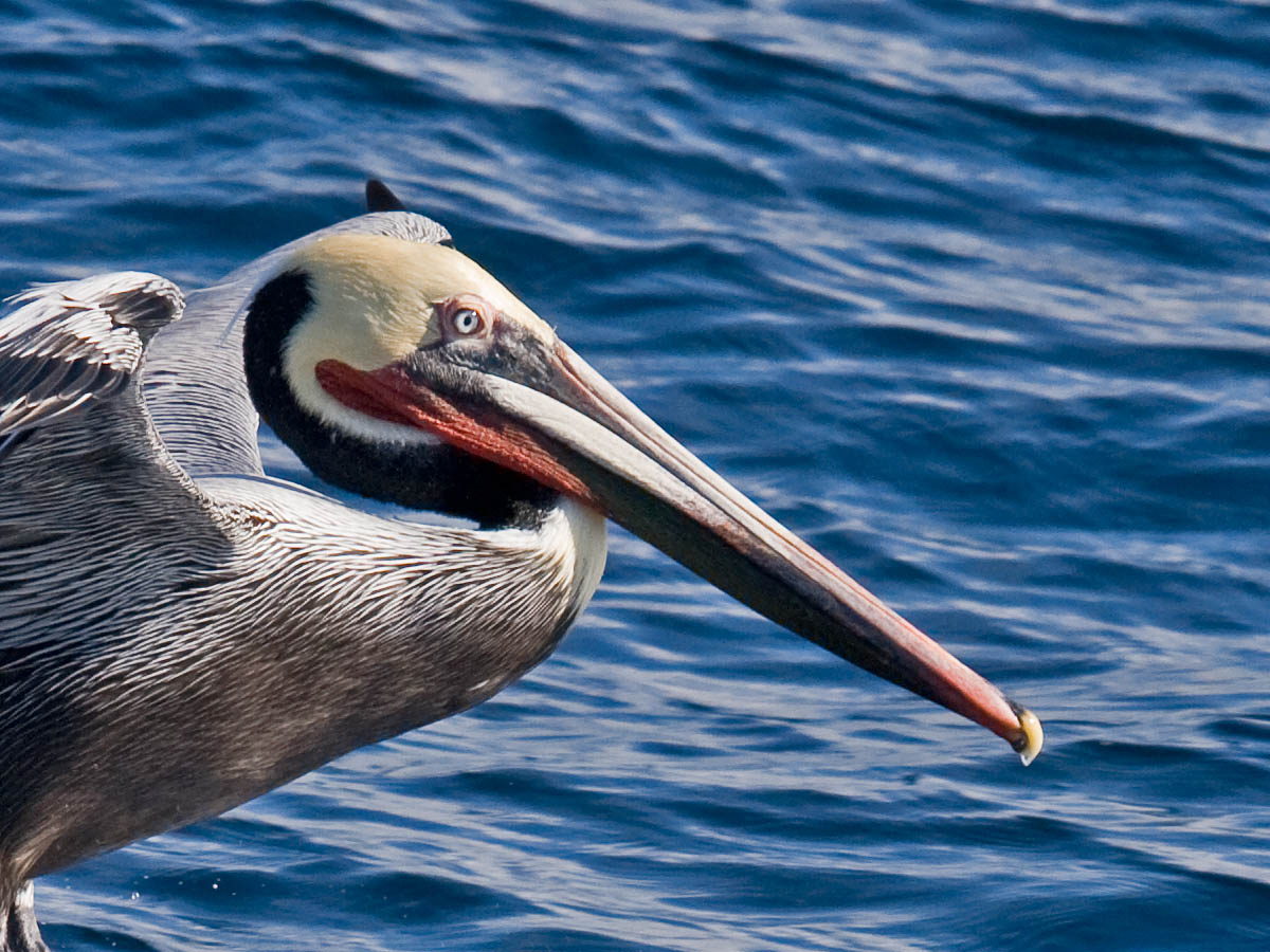 Brown Pelican - Greg in San Diego