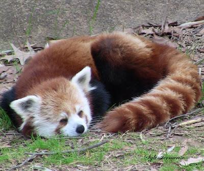 Amazing Wild Animals: The Precious Red Panda