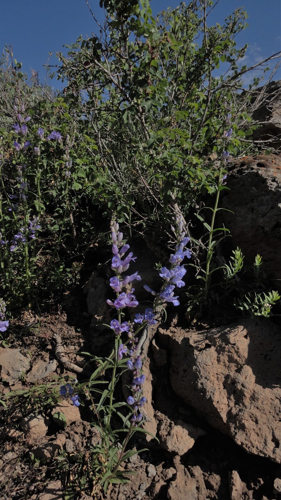 Prairiebreak: Colorado! or bust (Mementos from EXACTLY five and a half ...