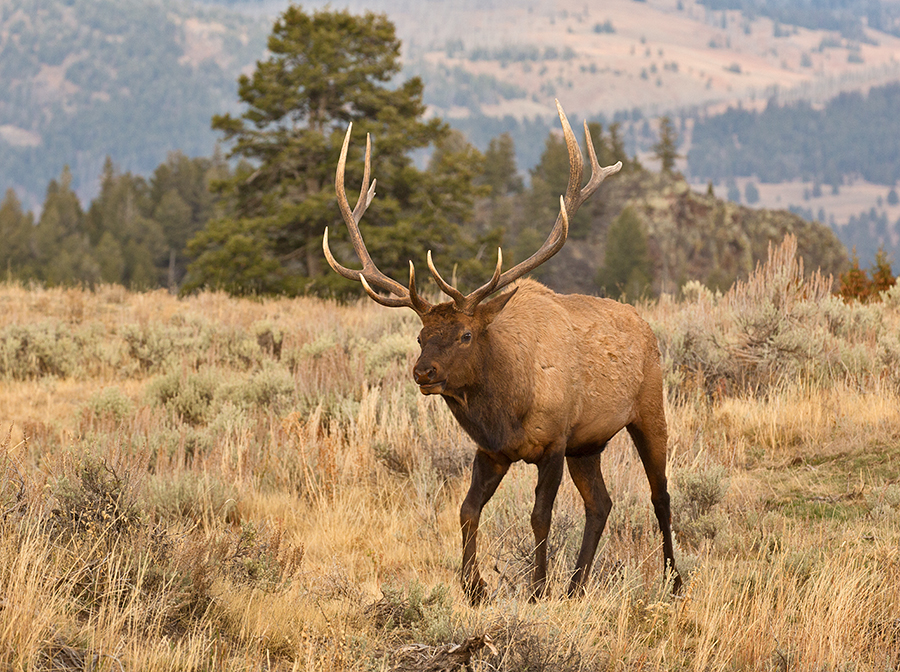 Lost in BIrding: Stag Do…YELLOWSTONE, USA (13 Oct)