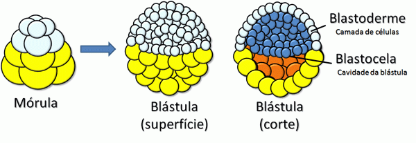Blastoderme; blastoderms