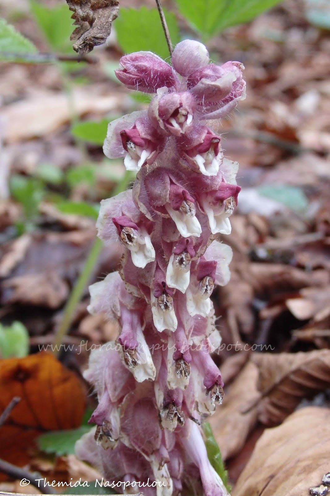 αγριολούλουδα του Ολύμπου: Lathraea squamaria L- Common toothwort