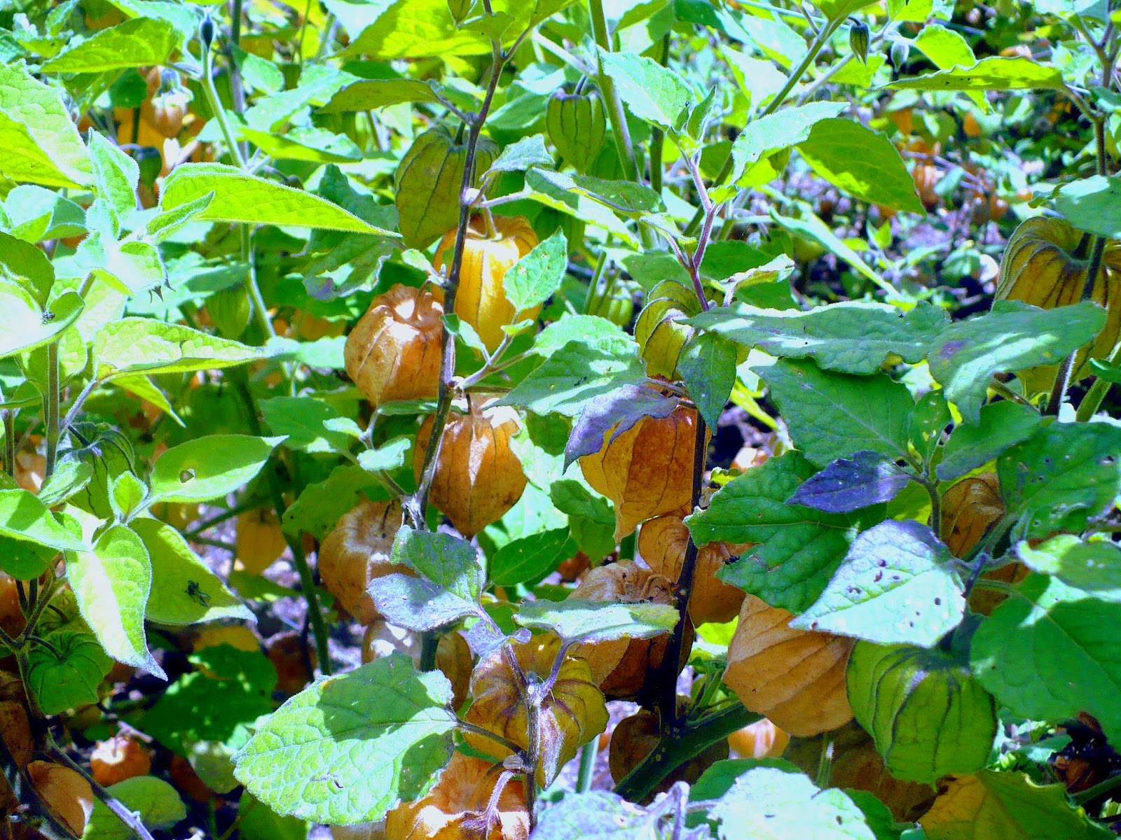 Animales y Plantas de Perú: Aguaymanto - Physalis peruviana