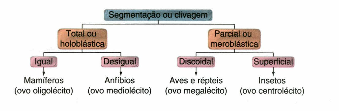 Segmentação ou clivagem