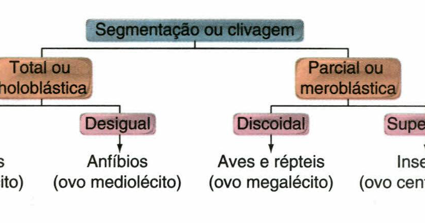 Segmentação ou clivagem