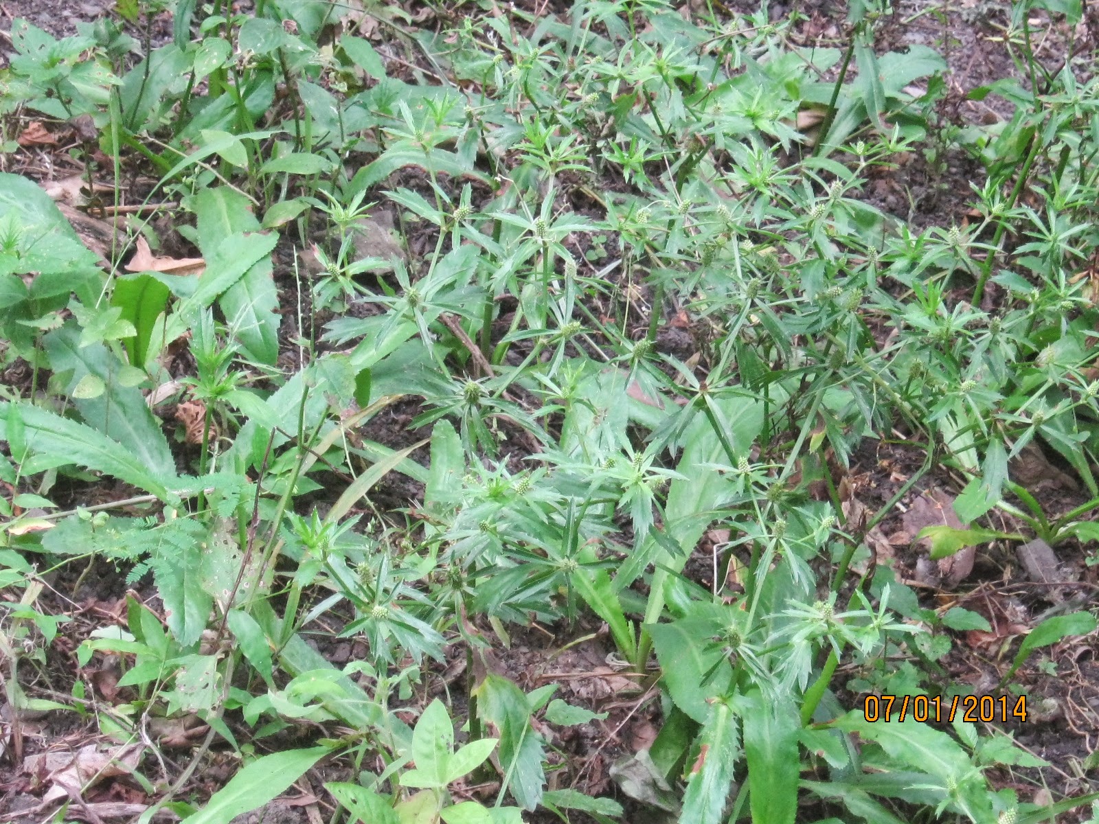 AGRO INDUSTRIA - IMANART: AJÍ, SABILA, ROMERO, CILANTRO CIMARRÓN Y ...