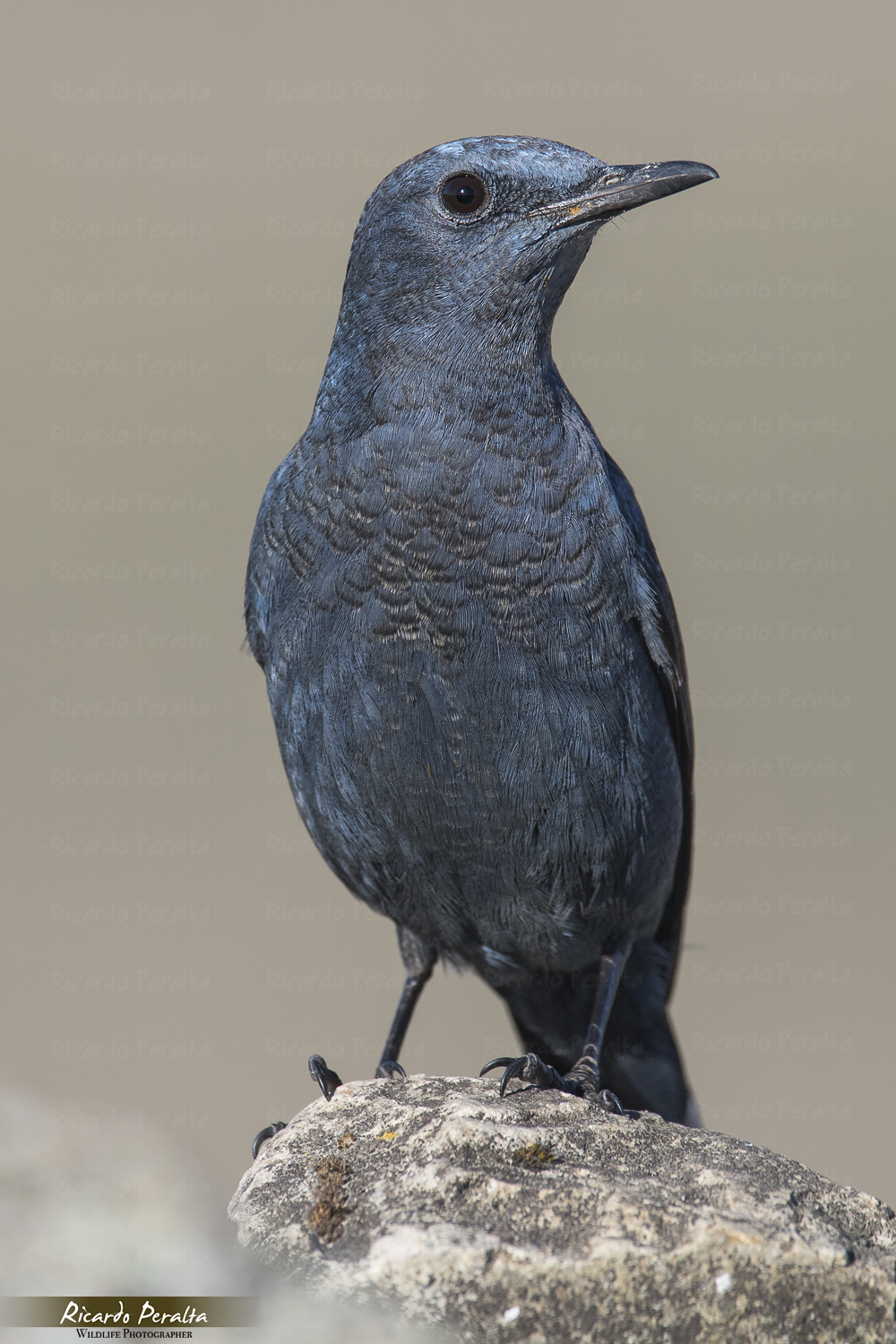 Ricardo Peralta. Fotógrafo de Naturaleza: Roquero Solitario (Monticola ...
