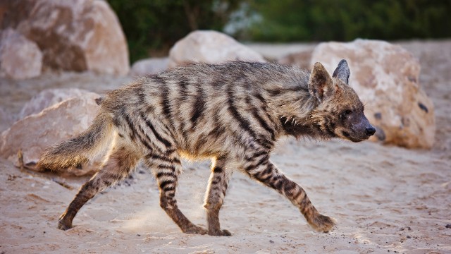 Sami and the Seven Wonders of Jordan