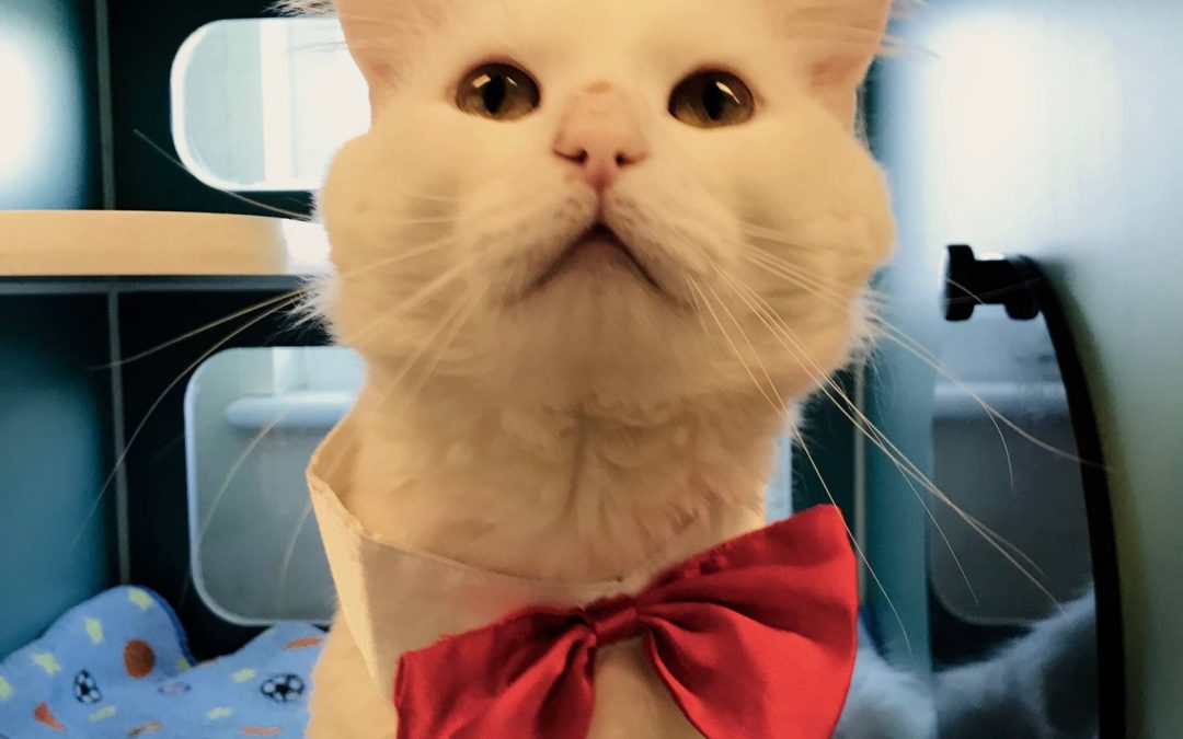 Melissa's Mochas, Mysteries and Meows: Cat Unemployment Awareness Week