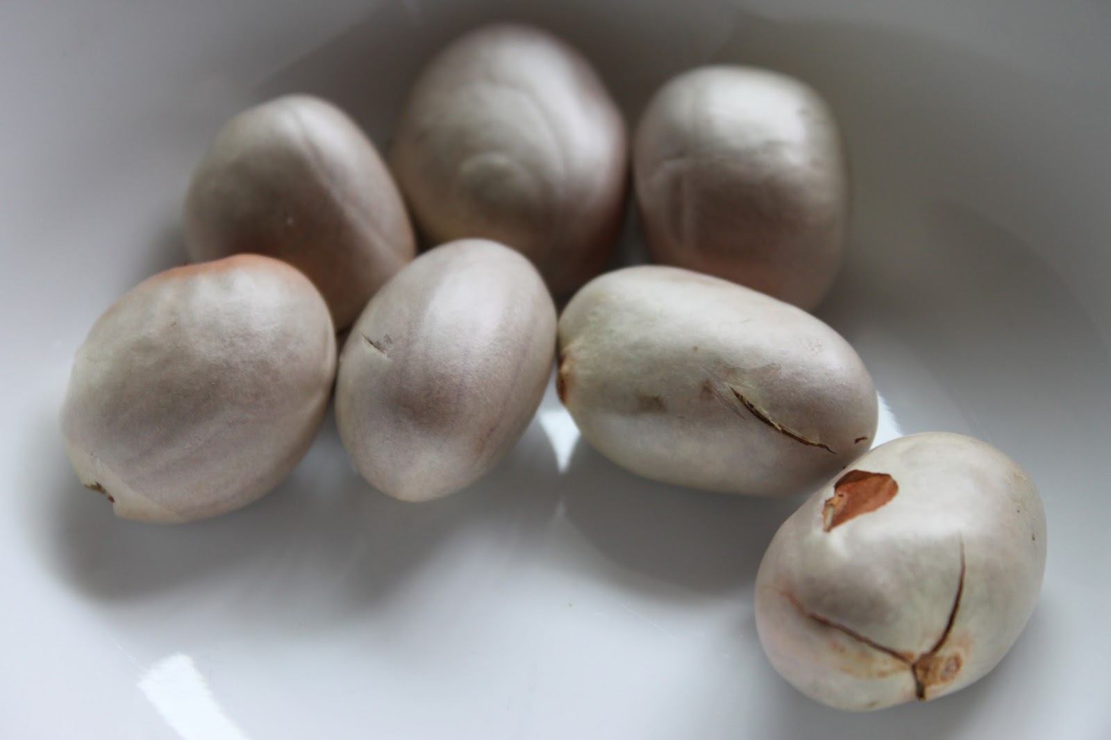 Simpson Eco Farms: Exotic fruit in Toronto ⨸ Rare fruit seeds ⨸ ...