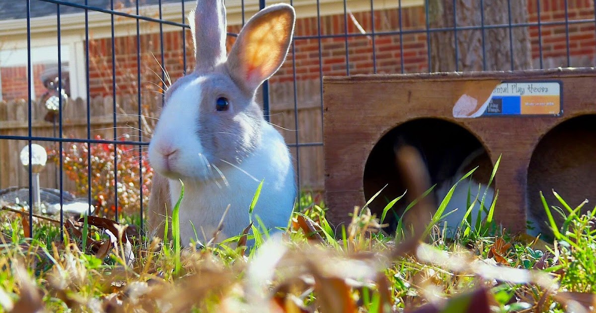 Disapproving Bun: Bunnykins