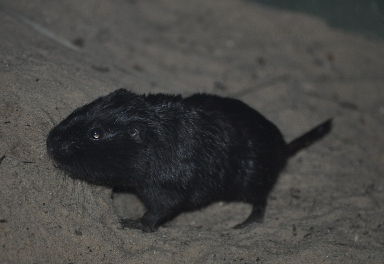 ZOOTOGRAFIANDO (6.057 ANIMALS): CURURO / CORURO (Spalacopus cyanus)