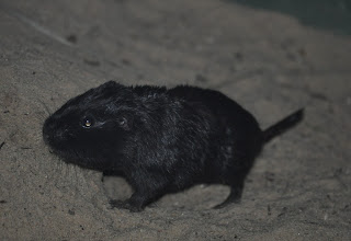 ZOOTOGRAFIANDO (6.057 ANIMALS): CURURO / CORURO (Spalacopus cyanus)