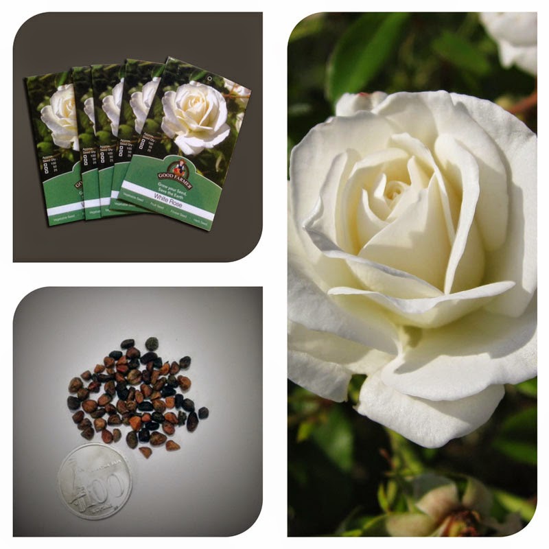Jual Bibit Benih Bunga Mawar Putih Import (White Rose) - Kebun Bibit Bunga