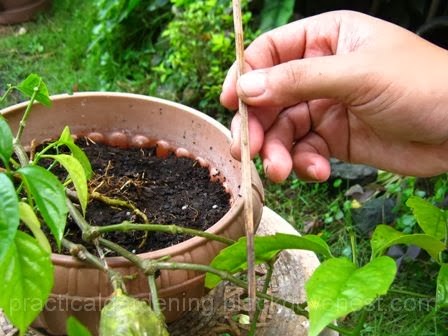 Practical Gardening: Air Layering Marcots in Crowded Branches (Nong ...