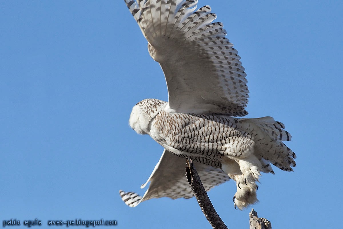 mis fotos de aves: Bubo scandiacus Búho del Ártico Snowy Owl
