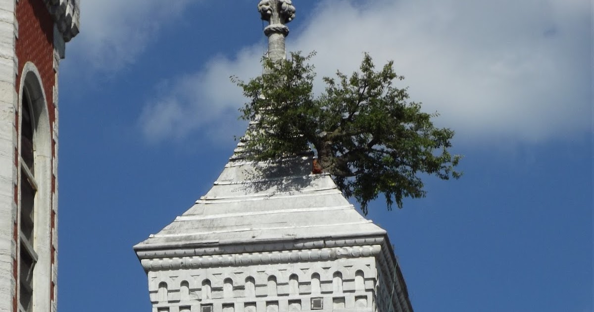 Greensburg's Courthouse Tower Tree