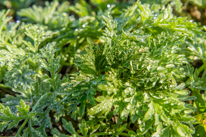 BIBOCA AMBIENTAL : VAMOS PROTEGER NOSSA HORTA