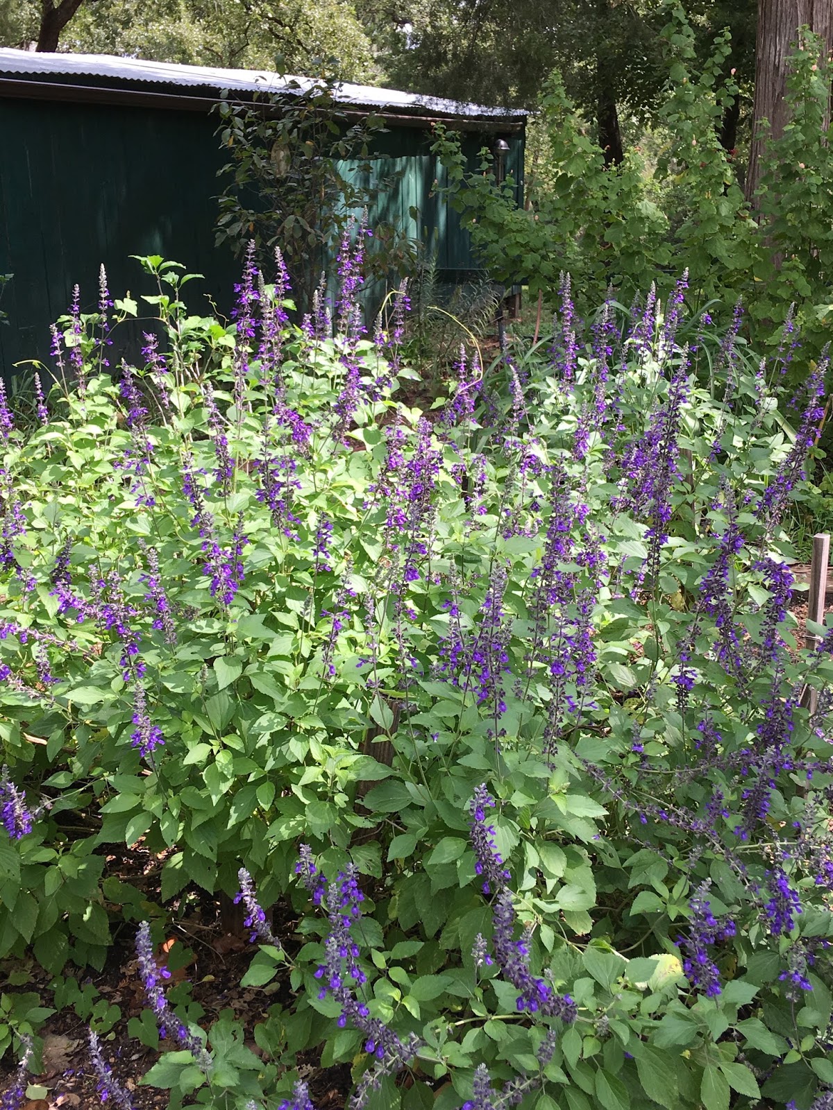 Lisa Bonassin's Garden: Indigo Spires Salvia September 16, 2017