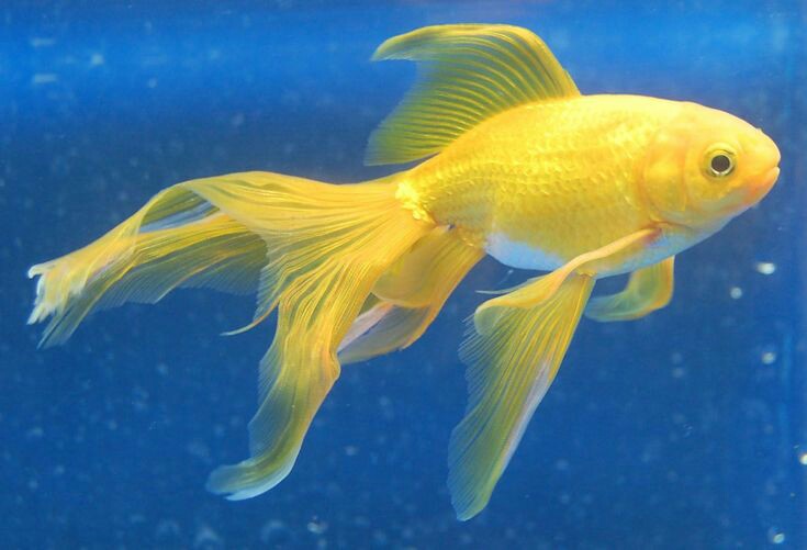 yellow fish
