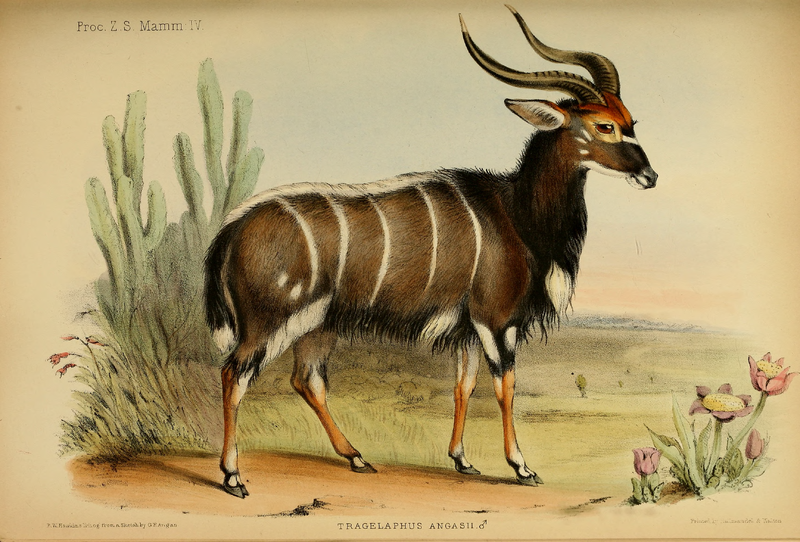 Tall Tales from the Trees: GEORGE FRENCH ANGAS (1822-1886) AND THE NYALA