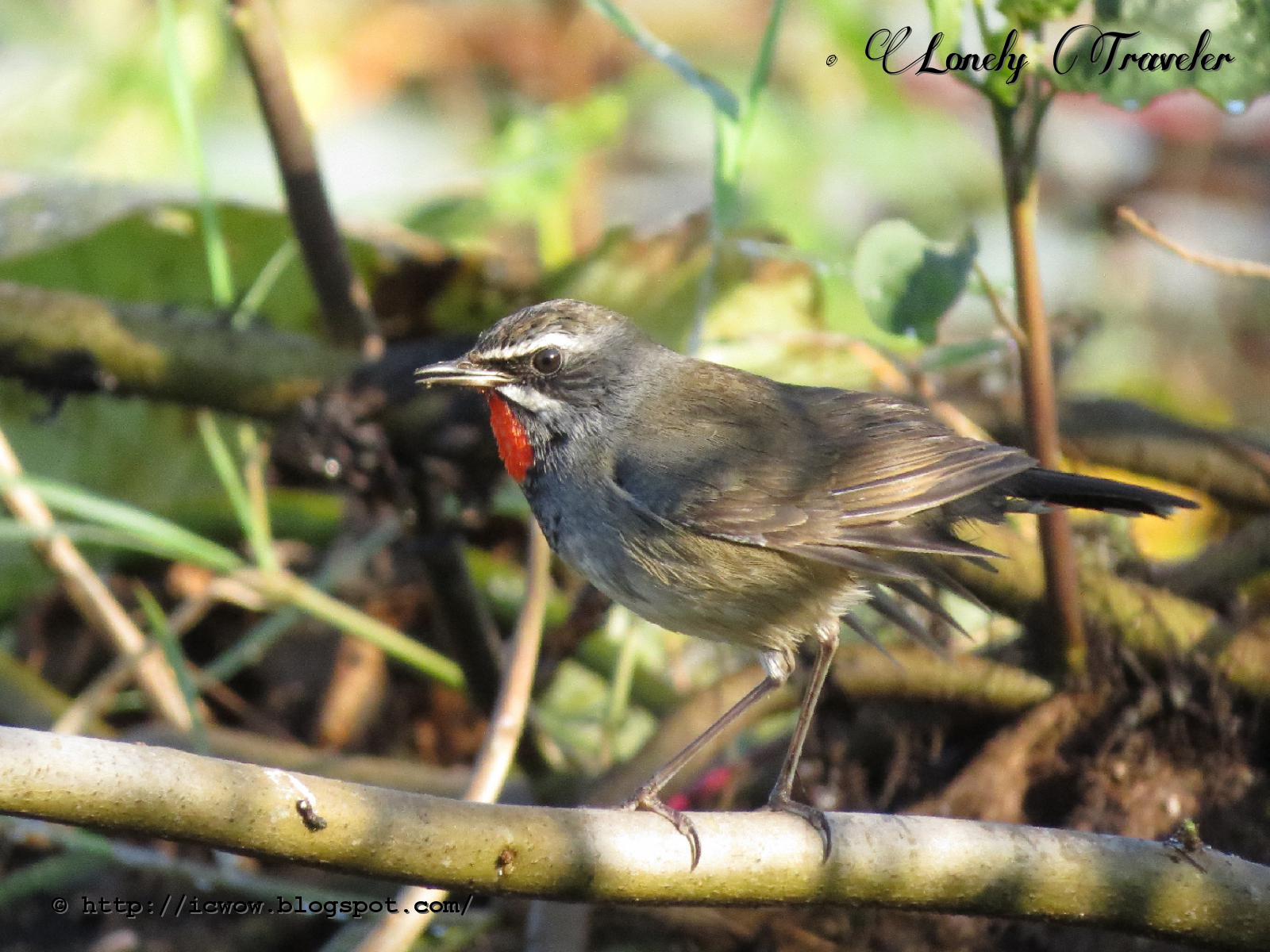 Siberian rubythroat - Calliope calliope