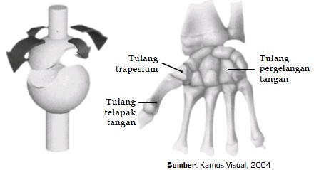 Rangka Tubuh Manusia, Sendi, Penyakit dan Cara Memelihara Rangka ...