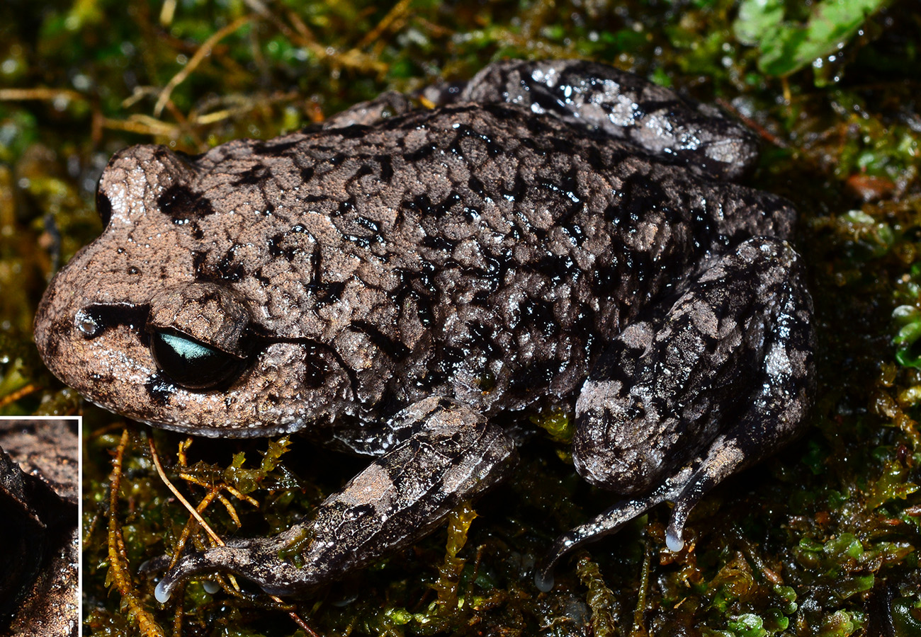 Species New to Science: [Herpetology • 2016] Leptobrachium ...